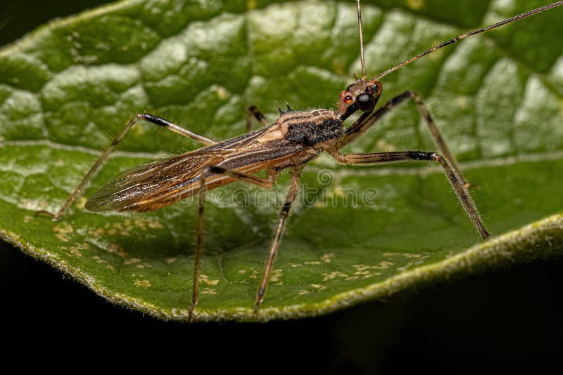 Adult Assassin Bug stock image. Image of repipta, wildlife - 264741179