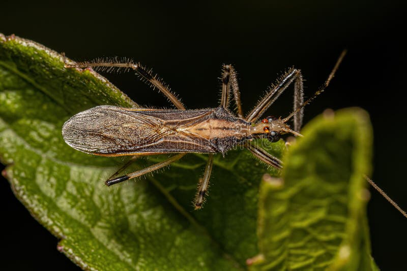 Adult Assassin Bug stock photo. Image of hemiptera, fauna - 255481912