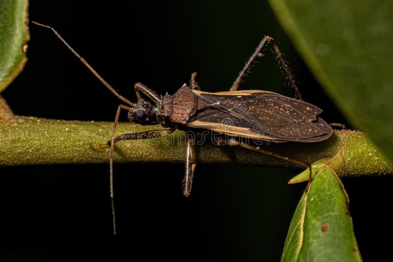 Adult Assassin Bug stock photo. Image of hemiptera, fauna - 255481912