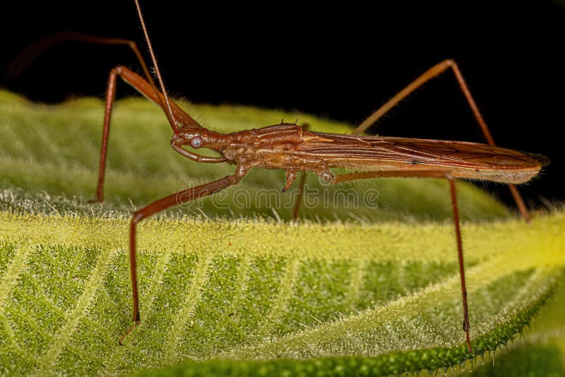 Adult Assassin Bug stock photo. Image of insecta, wing - 258931592
