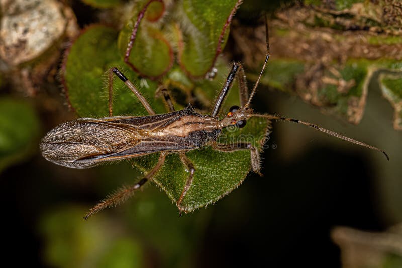 Adult Assassin Bug stock photo. Image of hemiptera, fauna - 255481912