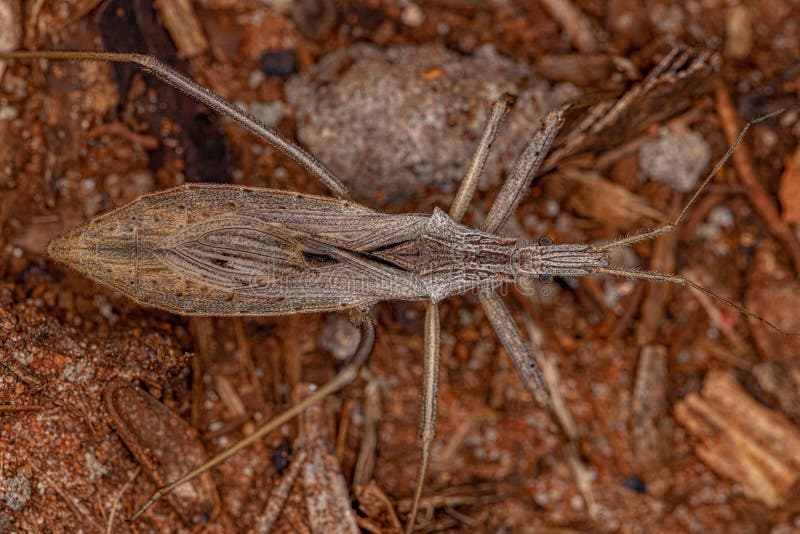 Adult Assassin Bug stock photo. Image of insect, invertebrate - 234038490