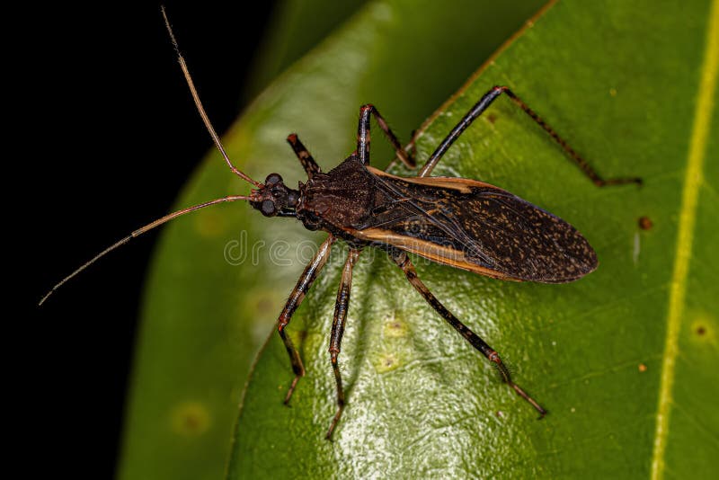 Adult Assassin Bug stock photo. Image of arthropods - 263479108