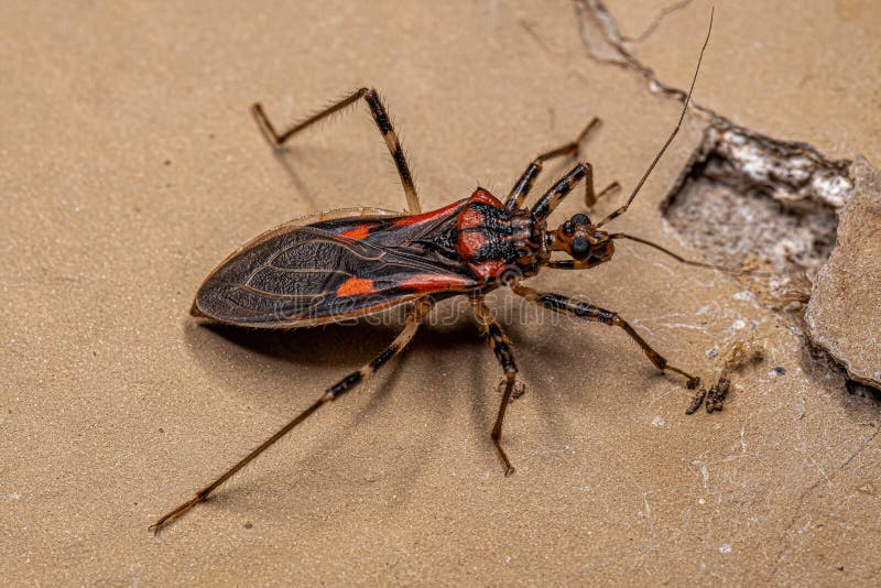 Adult Assassin Bug stock image. Image of true, predator - 258934097