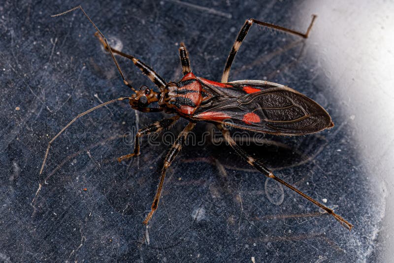 Adult Assassin Bug stock image. Image of bugs, true - 258934393