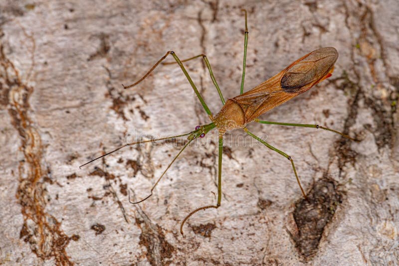 Adult Assassin Bug stock photo. Image of true, plant - 226438228