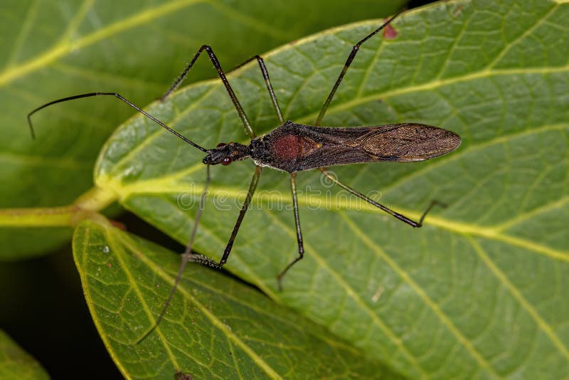Adult Assassin Bug stock photo. Image of hemiptera, fauna - 255481912