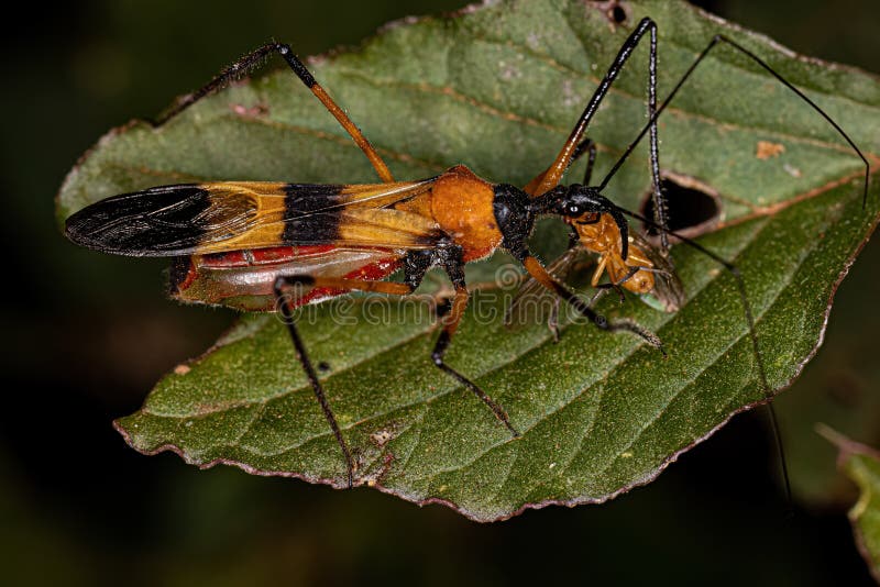Adult Assassin Bug stock image. Image of predator, entomology - 255481817