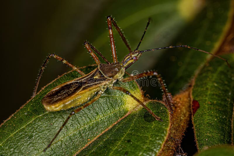 Adult Assassin Bug stock photo. Image of hemiptera, fauna - 255481912