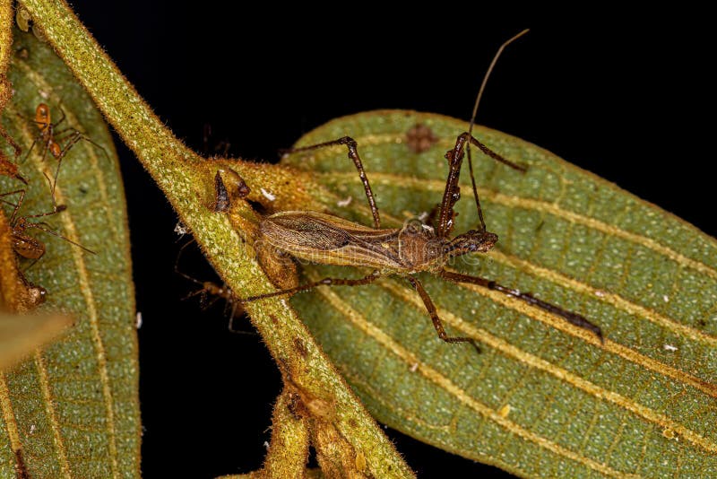 Adult Assassin Bug stock photo. Image of hemiptera, fauna - 255481912