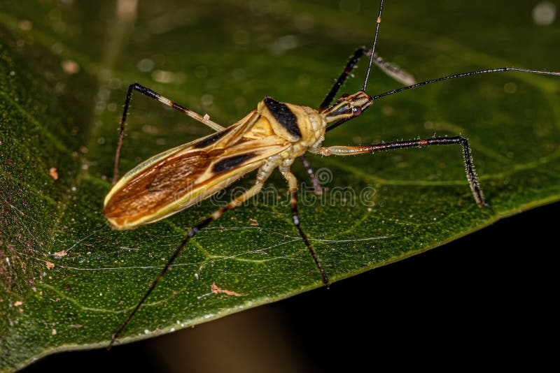 Adult Assassin Bug stock image. Image of predator, isolated - 263478983
