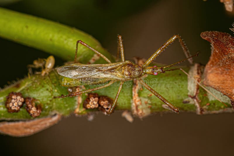 Adult Assassin Bug stock photo. Image of hemiptera, fauna - 255481912