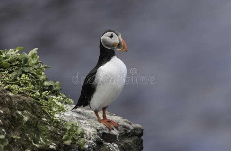 Atlantic Puffin with Fish for Chick Stock Image - Image of europe ...