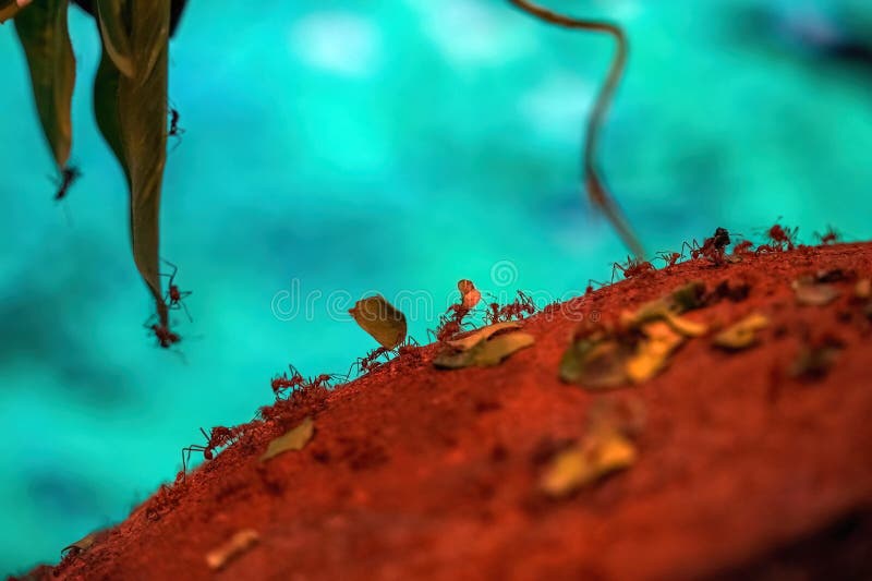 Adult Atta Leaf-cutter Ant of the Genus Atta Stock Image - Image of ...