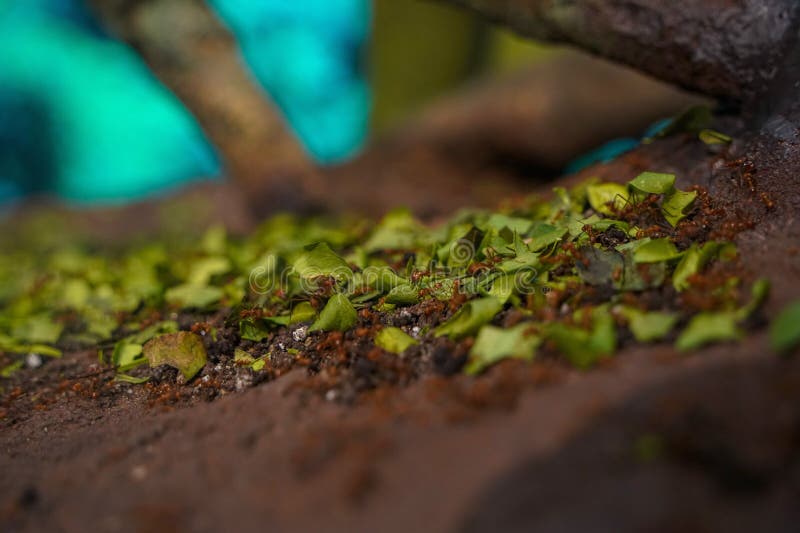 Adult Atta Leaf-cutter Ant of the Genus Atta Stock Photo - Image of ...