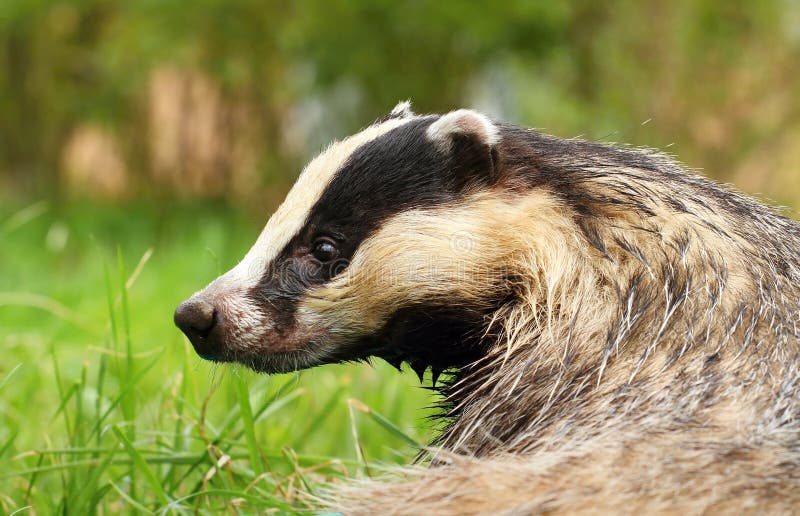 Fat badger in spring stock photo. Image of animal, tree - 70725748