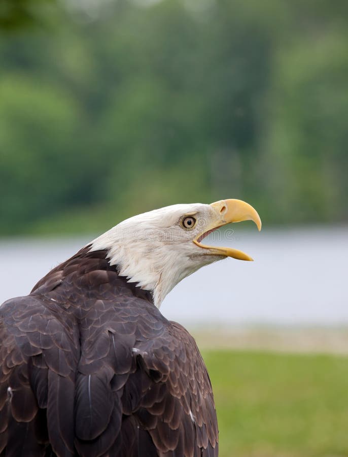 Adult Bald Eagle stock photo. Image of head, culture - 21618644