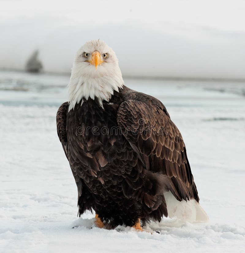 12+ Adult bald eagle Free Stock Photos - StockFreeImages 12+ Adult bald eagle Free Stock Photos - StockFreeImages