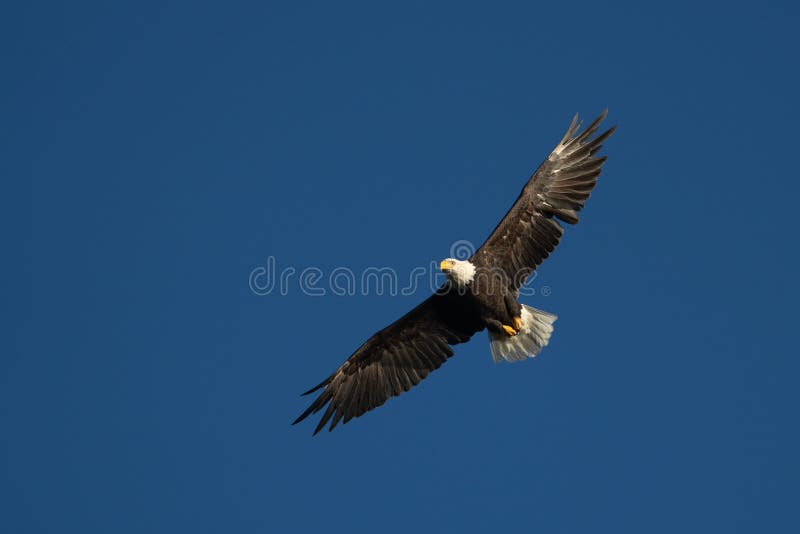 Adult Bald Eagle in Alaska Flying Against a Blue Sky Stock Image ...