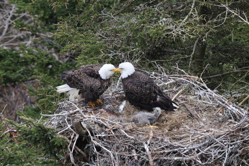 Adult Bald Eagle with Chick in a Nest in a Tree Newfoundland Canada ...