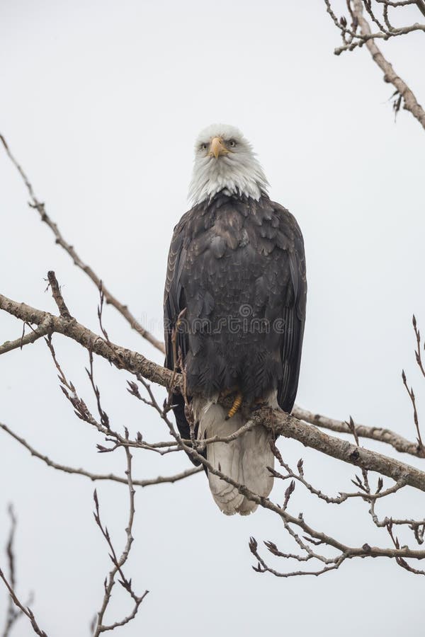 Adult bald eagle stock image. Image of vancouver, british - 167922421