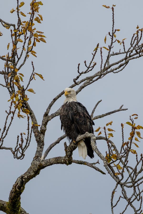 Adult Bald Eagle in the Fall Sitting on a Branch Stock Image - Image of ...