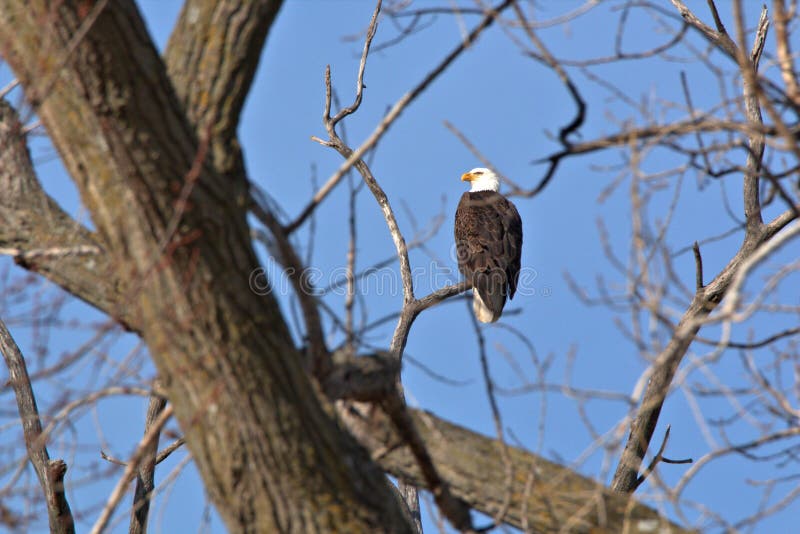 Adult Bald Eagle stock photo. Image of america, nature - 166362756