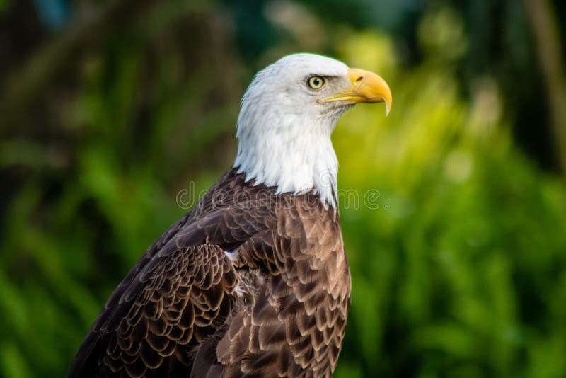 Adult bald eagle stock photo. Image of brown, feathers - 161735556