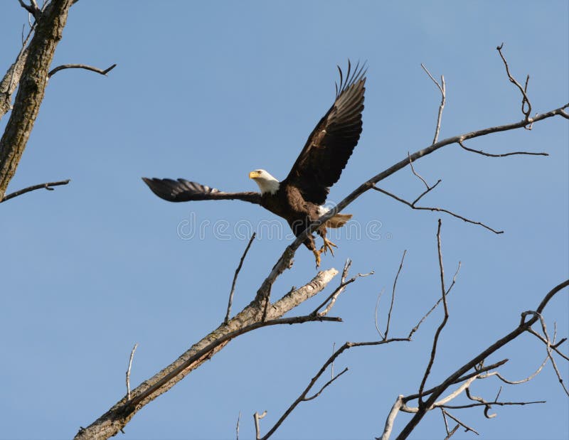 Adult Bald Eagle Rising To Flight Stock Photo - Image of adult, bald ...