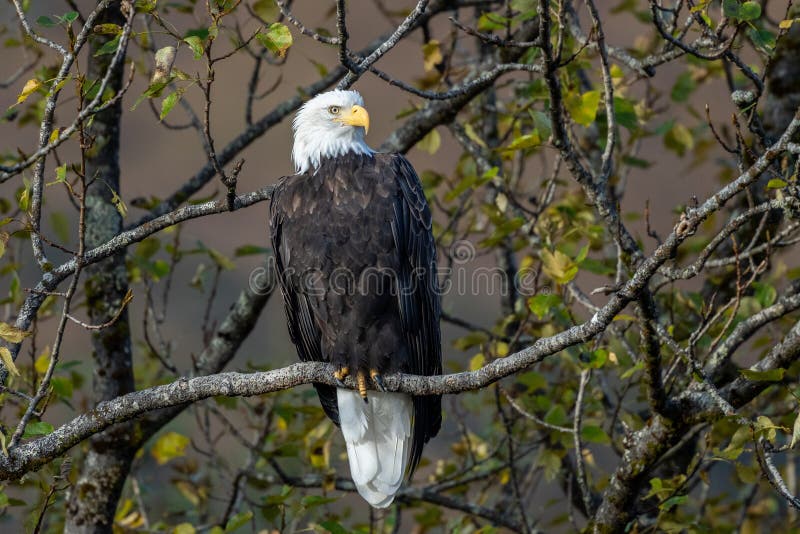 Adult Bald Eagle Sitting on a Branch Stock Image - Image of natural ...