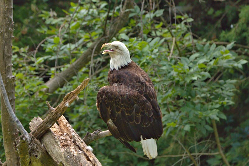 Adult Bald Eagle stock image. Image of iris, outdoors - 190084009