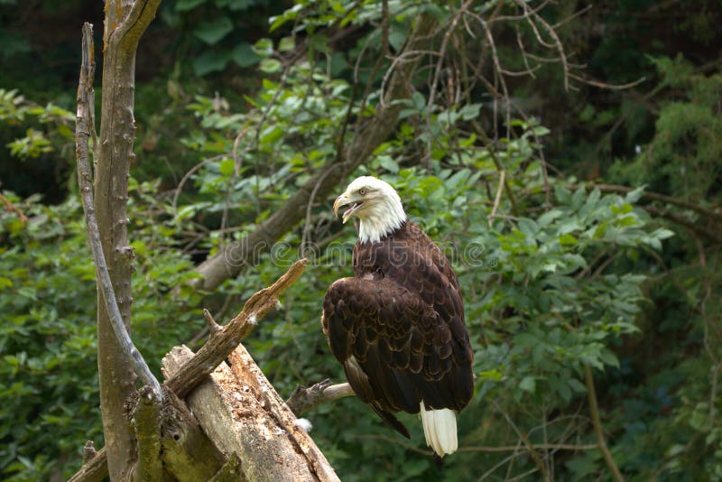 Adult Bald Eagle stock photo. Image of american, beak - 190084782