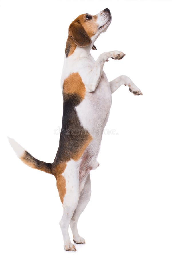 Adult Beagle Dog Standing Isolated on White Background Stock Photo ...