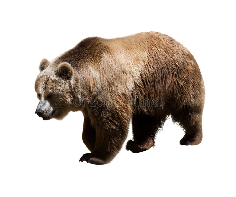 Adult bear. Isolated stock photo. Image of background - 45351586