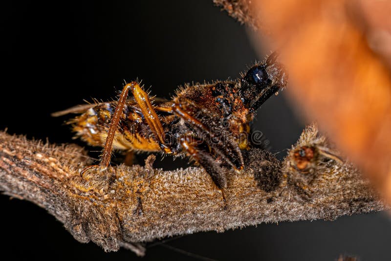 Adult Bee Assassin Bug stock image. Image of isolated - 258935077