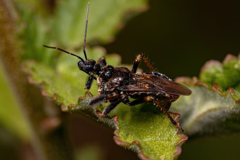 Adult Bee Assassin Bug stock photo. Image of wildlife - 242015074