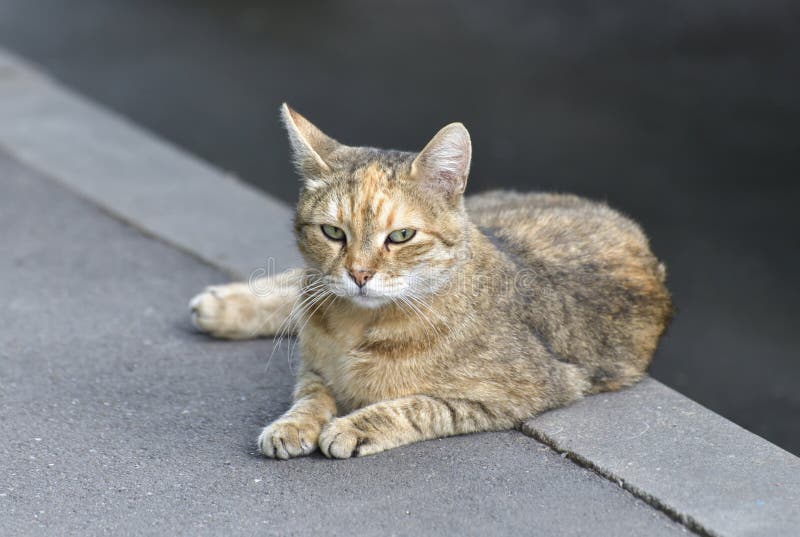 Adult Beige Cat Lies on the Sidewalk Stock Photo - Image of cute, head ...