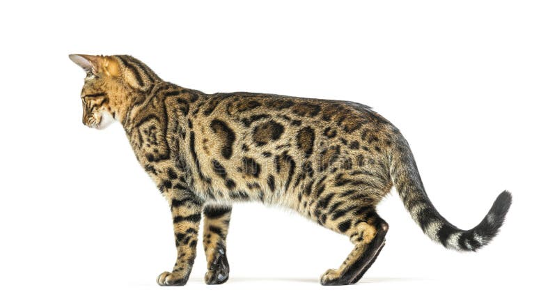 Adult Bengal Cat, Side View, Looking Backwards Stock Photo - Image of ...