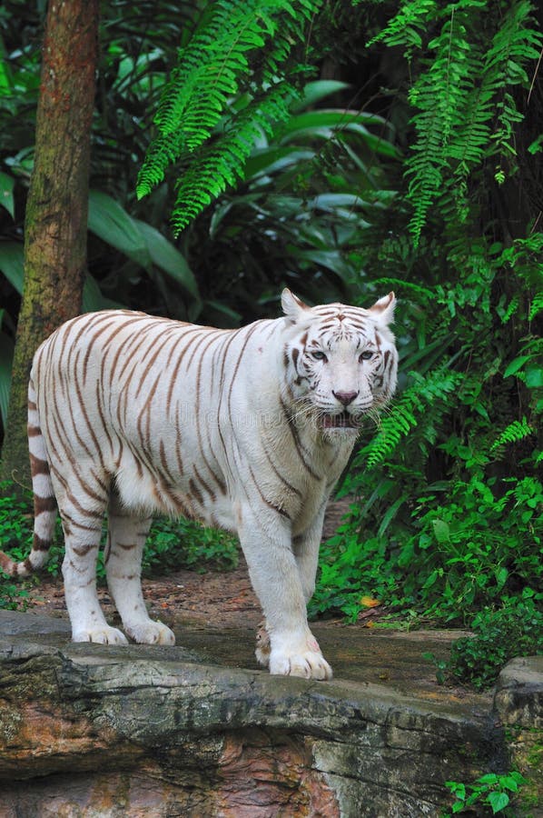 Endangered white tiger stock image. Image of stripe, wild - 15668155
