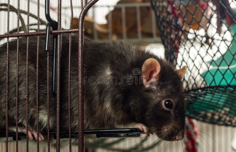 Adult Berkshire Pet Rat stock photo. Image of breed - 220797126