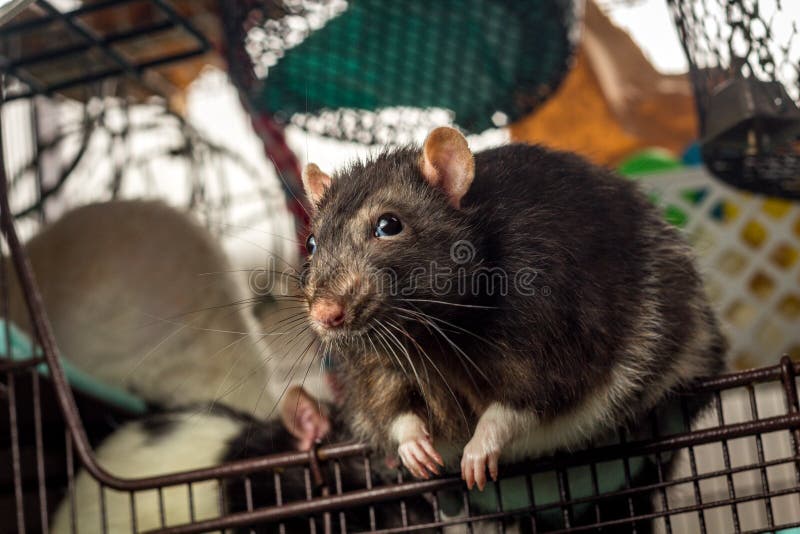 Adult Berkshire Pet Rat stock photo. Image of adult - 220797134