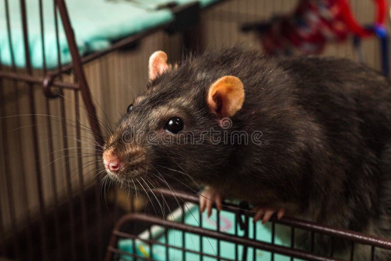 Adult Berkshire Pet Rat stock image. Image of mischief - 220797143