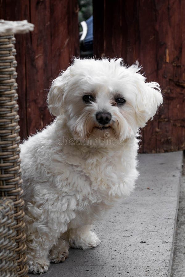 Adult Bichon Maltes Staring at the Camera in the Garden Stock Image ...