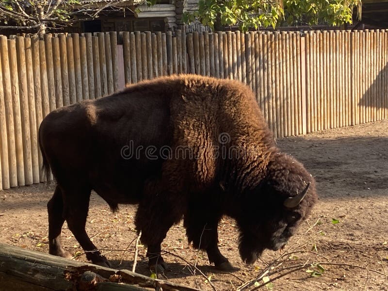 Adult Big Bison in the Zoo. Adult Big Bison in the Zoo Stock Image - Image of animal, north ...