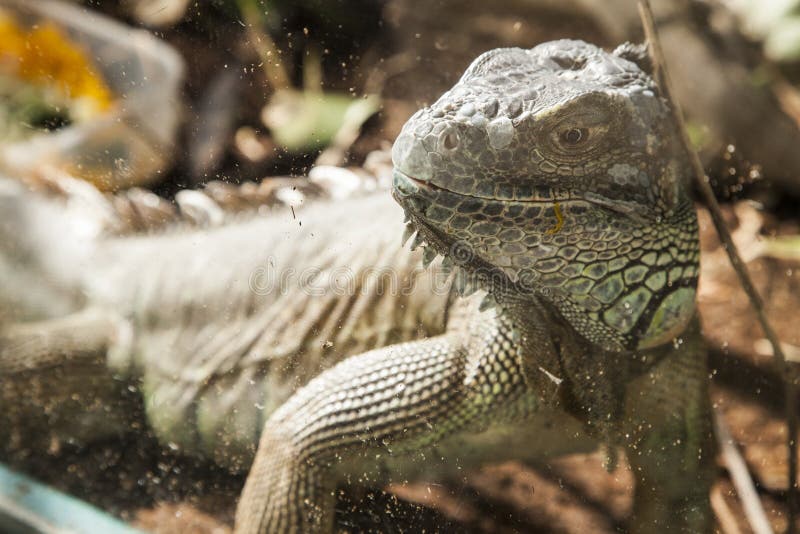 Big adult iguana stock image. Image of neck, taking - 157781385