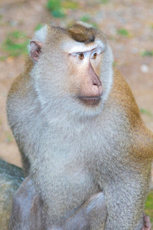 Adult big monkey stock photo. Image of biped, simian - 69141216