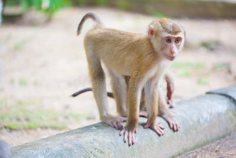 Adult big monkey stock image. Image of forest, animal - 69141567