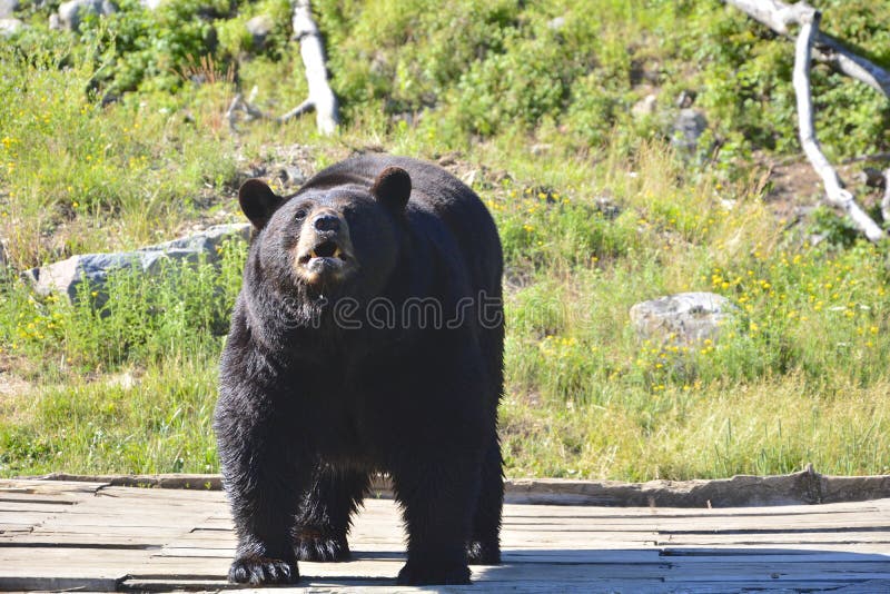 Adult Black Bear stock image. Image of wild, adult, walk - 97059285