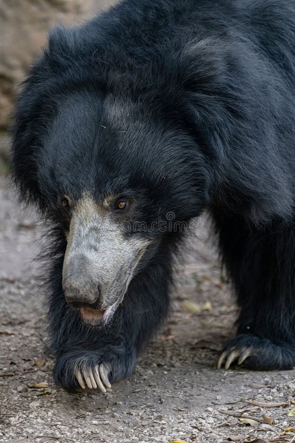 Adult Black Bear Walking with Sharp Claws Stock Image - Image of adult ...