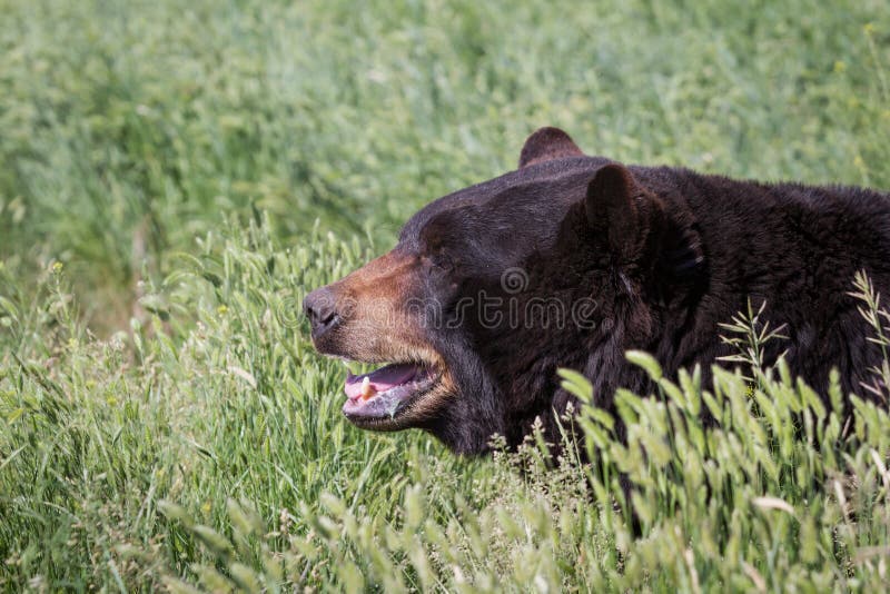 Adult black bear stock image. Image of powerful, close - 43180237